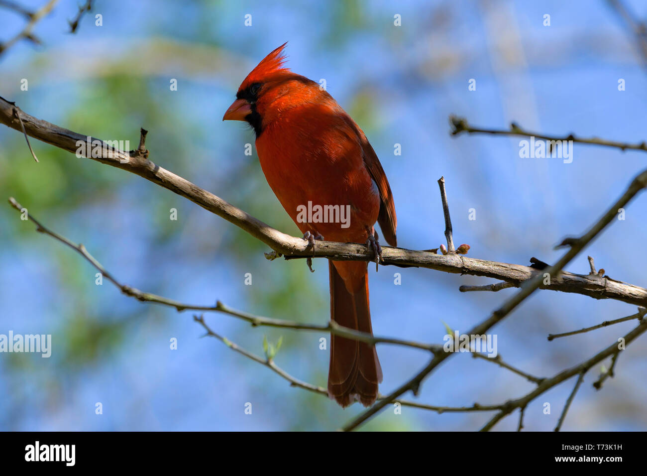 Northern Cardinal sitting on a branch Stock Photo - Alamy