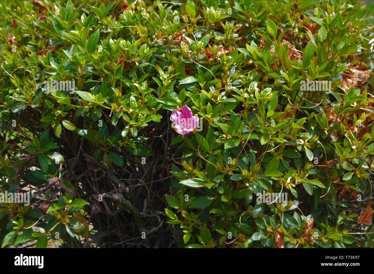 solitude "single flower in a bush Stock Photo - Alamy