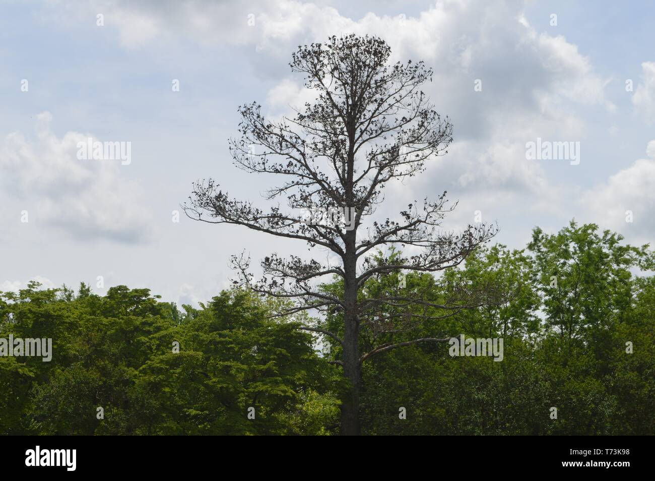 Unique lumber hi-res stock photography and images - Alamy