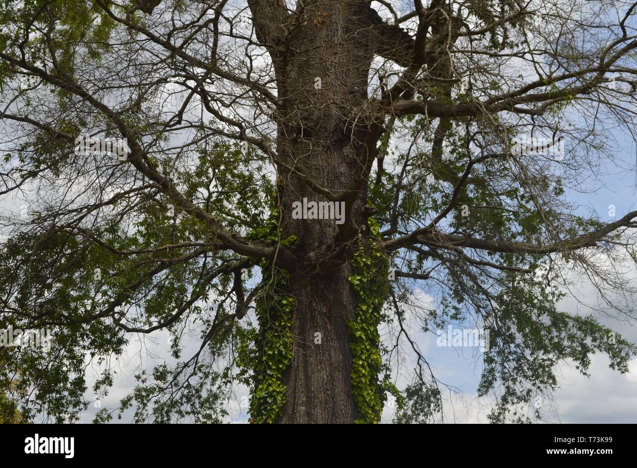 dying tree with foliage Stock Photo - Alamy