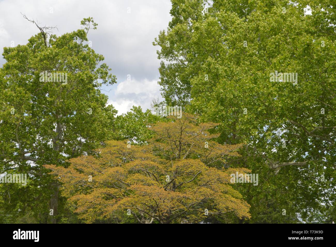 Spring time trees Stock Photo - Alamy