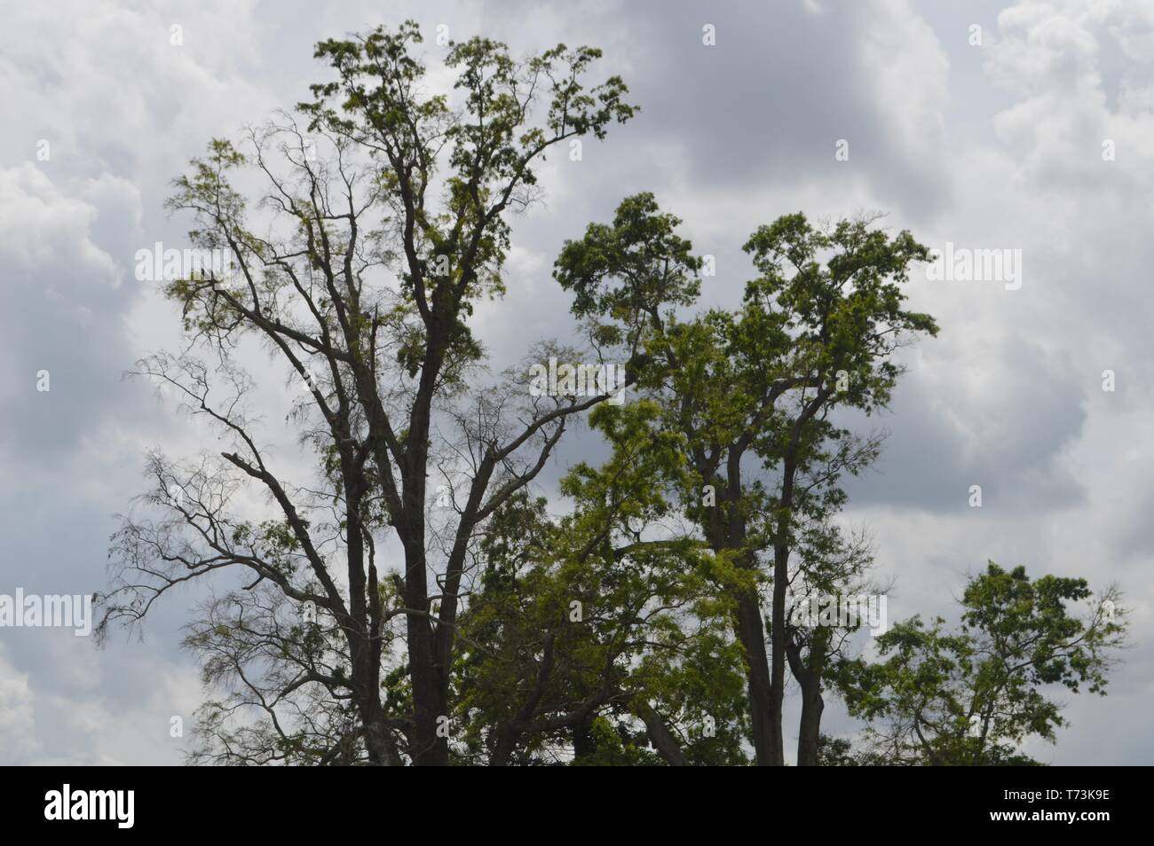 Cluster of trees with a sky background Stock Photo - Alamy