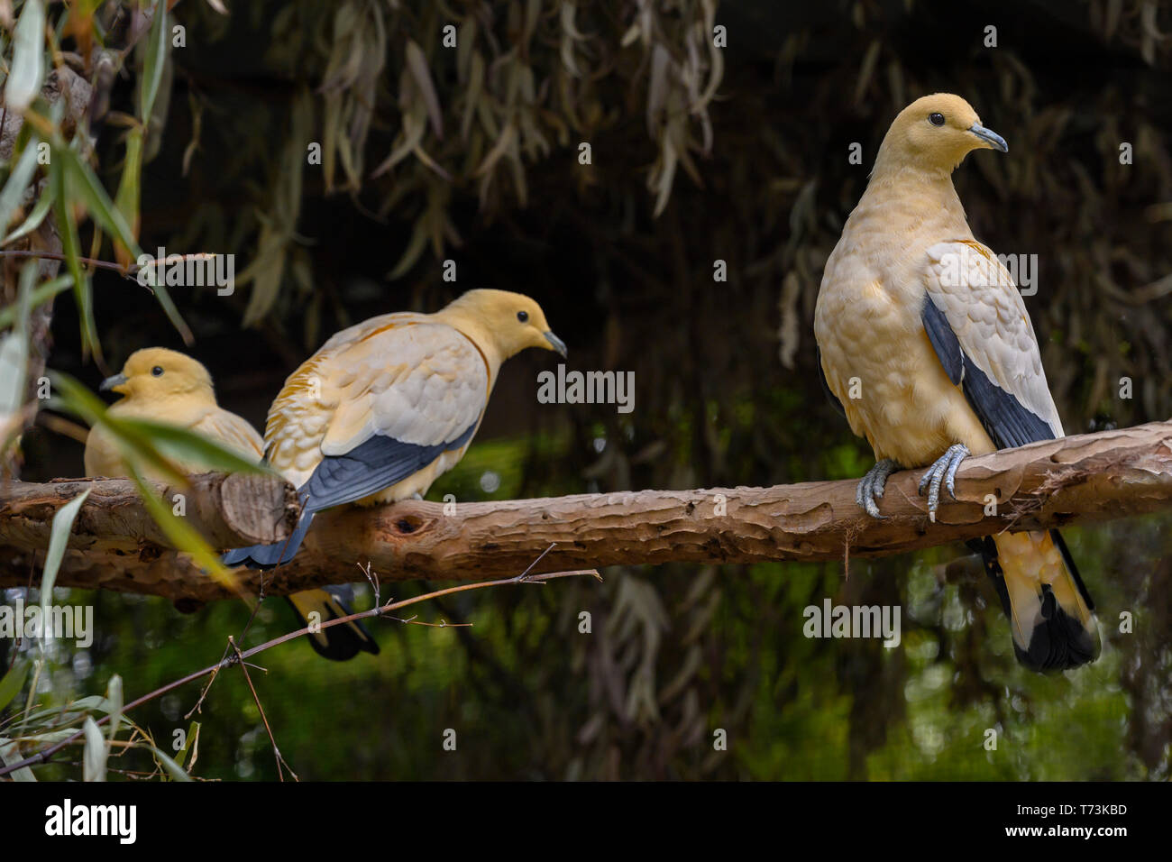 Large white pied pigeons hi-res stock photography and images - Alamy