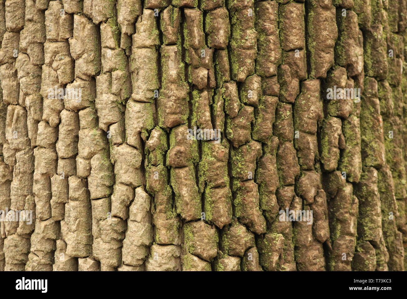 Old tree bark texture background close up Stock Photo - Alamy