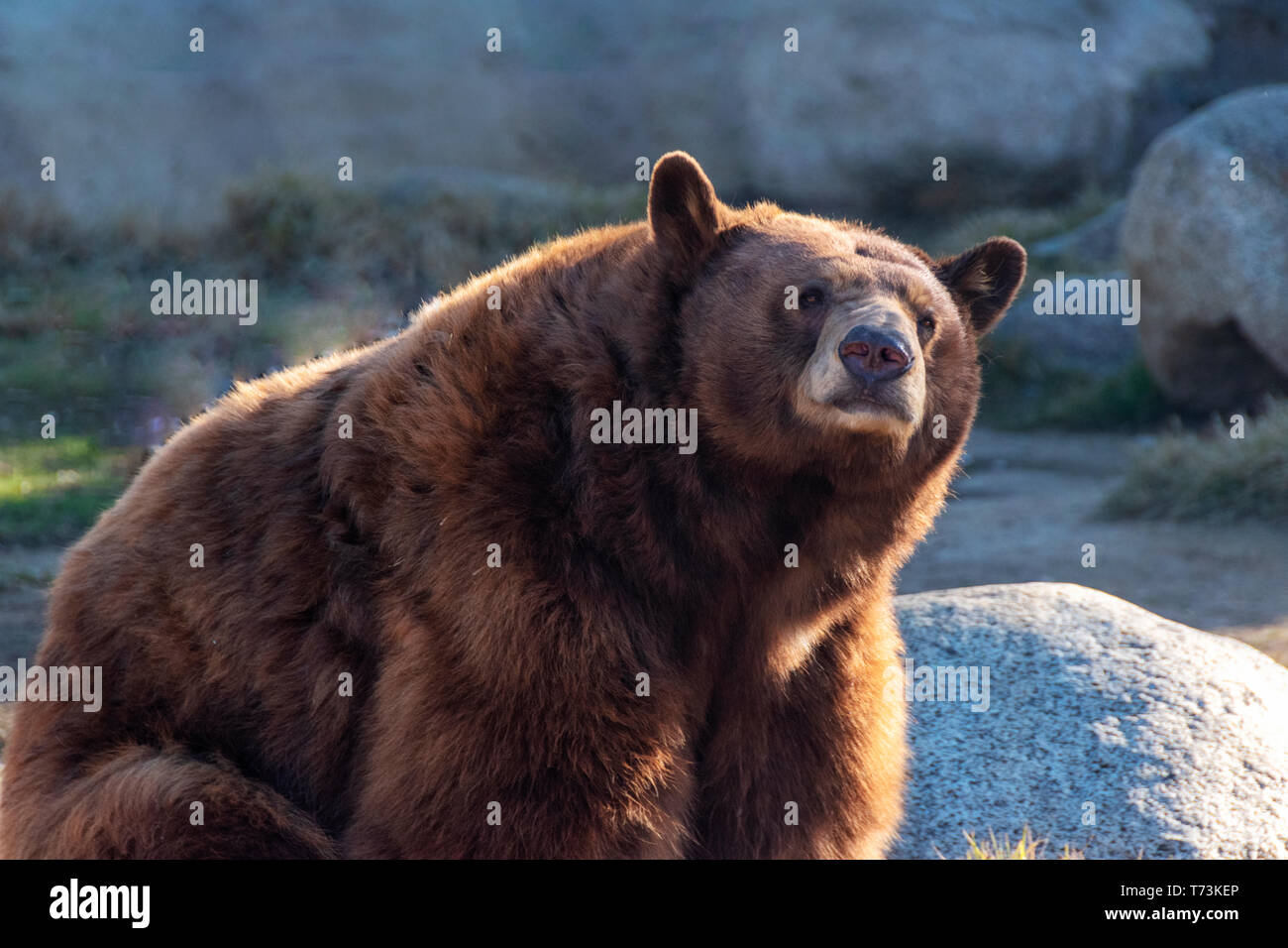 Facing the camera hi-res stock photography and images - Alamy