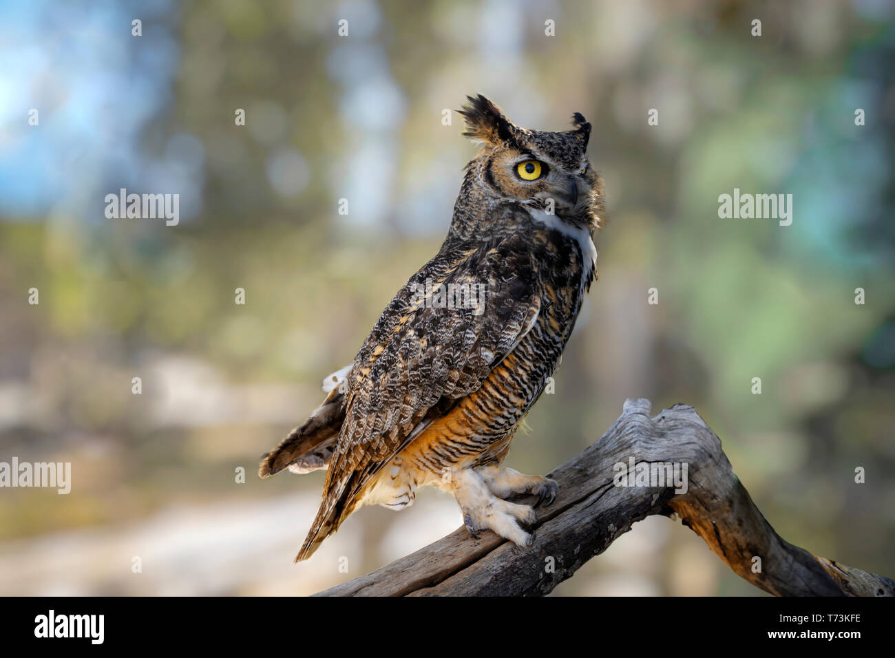 Close up of great horned owl (Bubo virginianus Stock Photo - Alamy