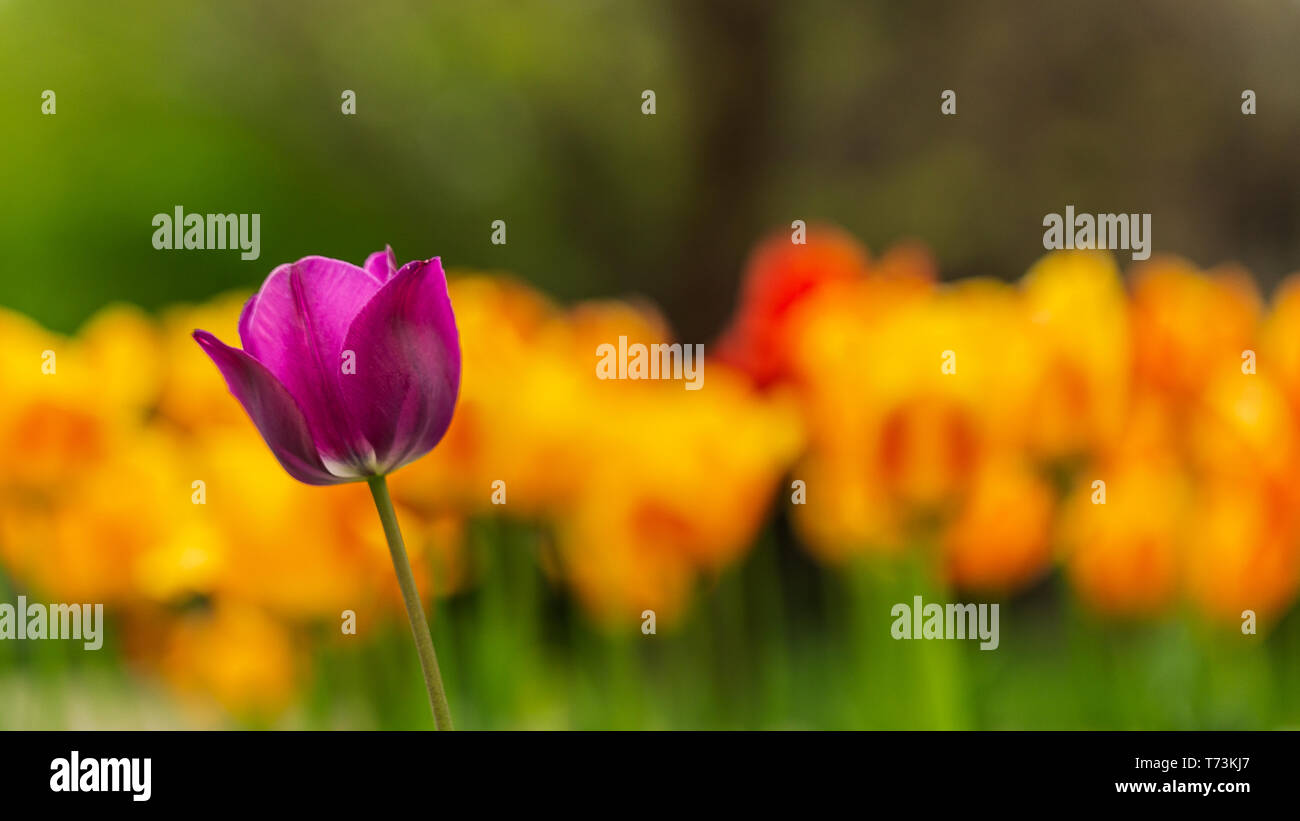 Colorful garden of tulips blooming in the spring. One tulip stands out ...
