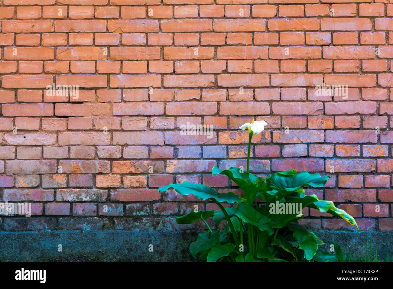 Brick wall and white flower background Stock Photo - Alamy