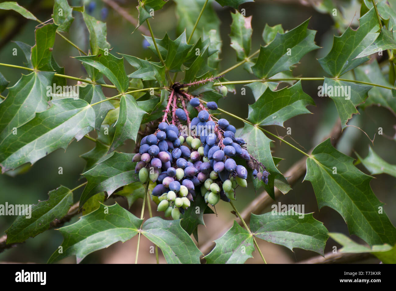 Wild berry plant hi-res stock photography and images - Alamy