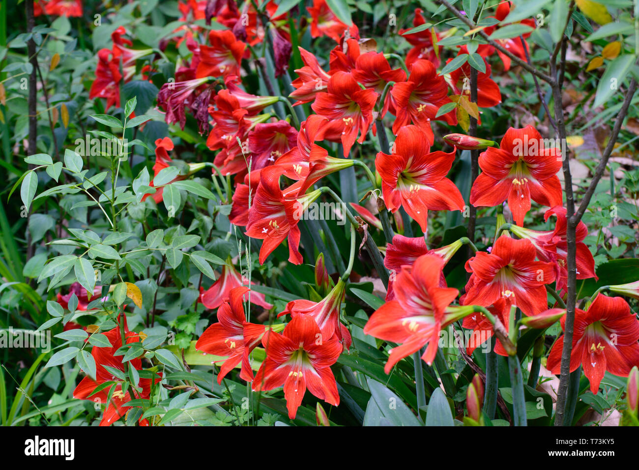 Garden red flower hi-res stock photography and images - Alamy