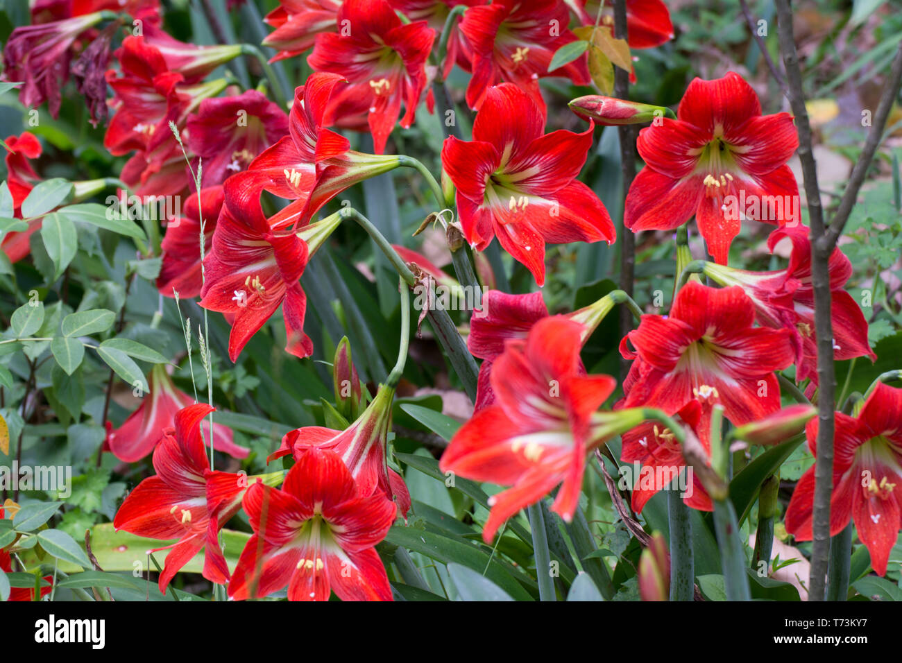 Garden red flower hi-res stock photography and images - Alamy