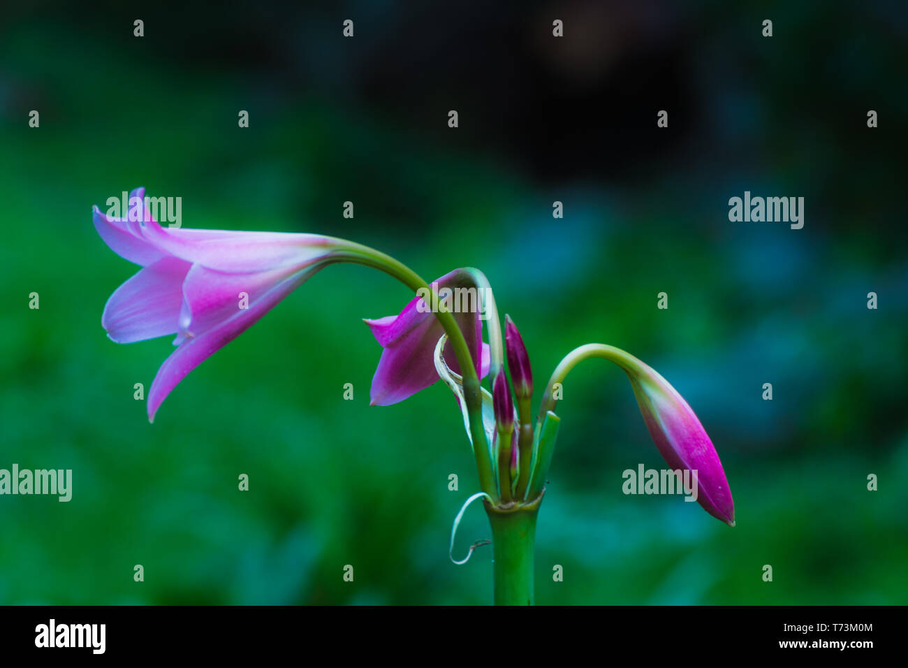 Beautiful pink flower background Stock Photo - Alamy