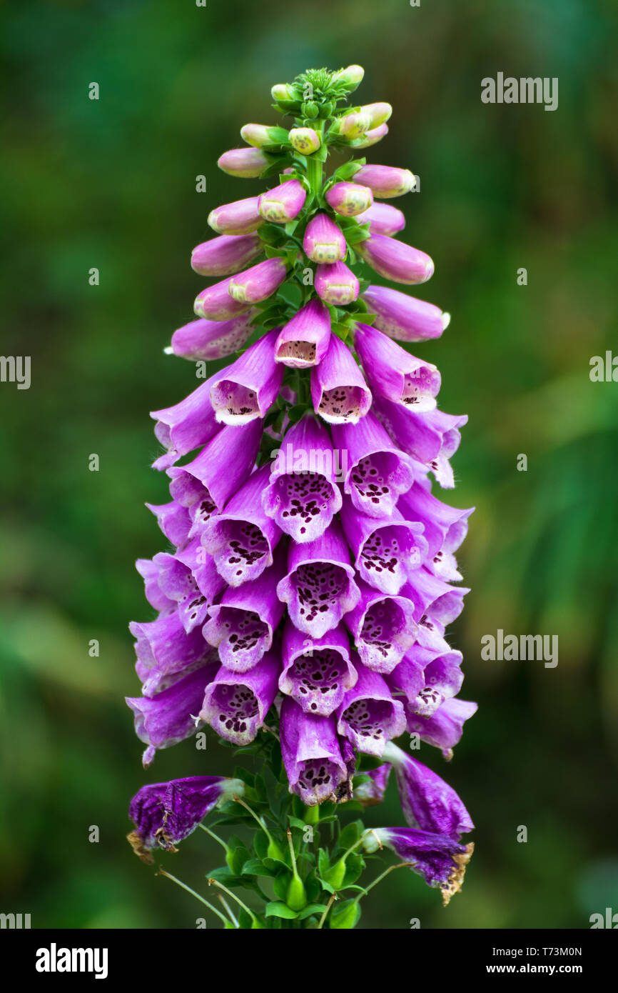 Pink multilayer beautiful pink flower Stock Photo - Alamy