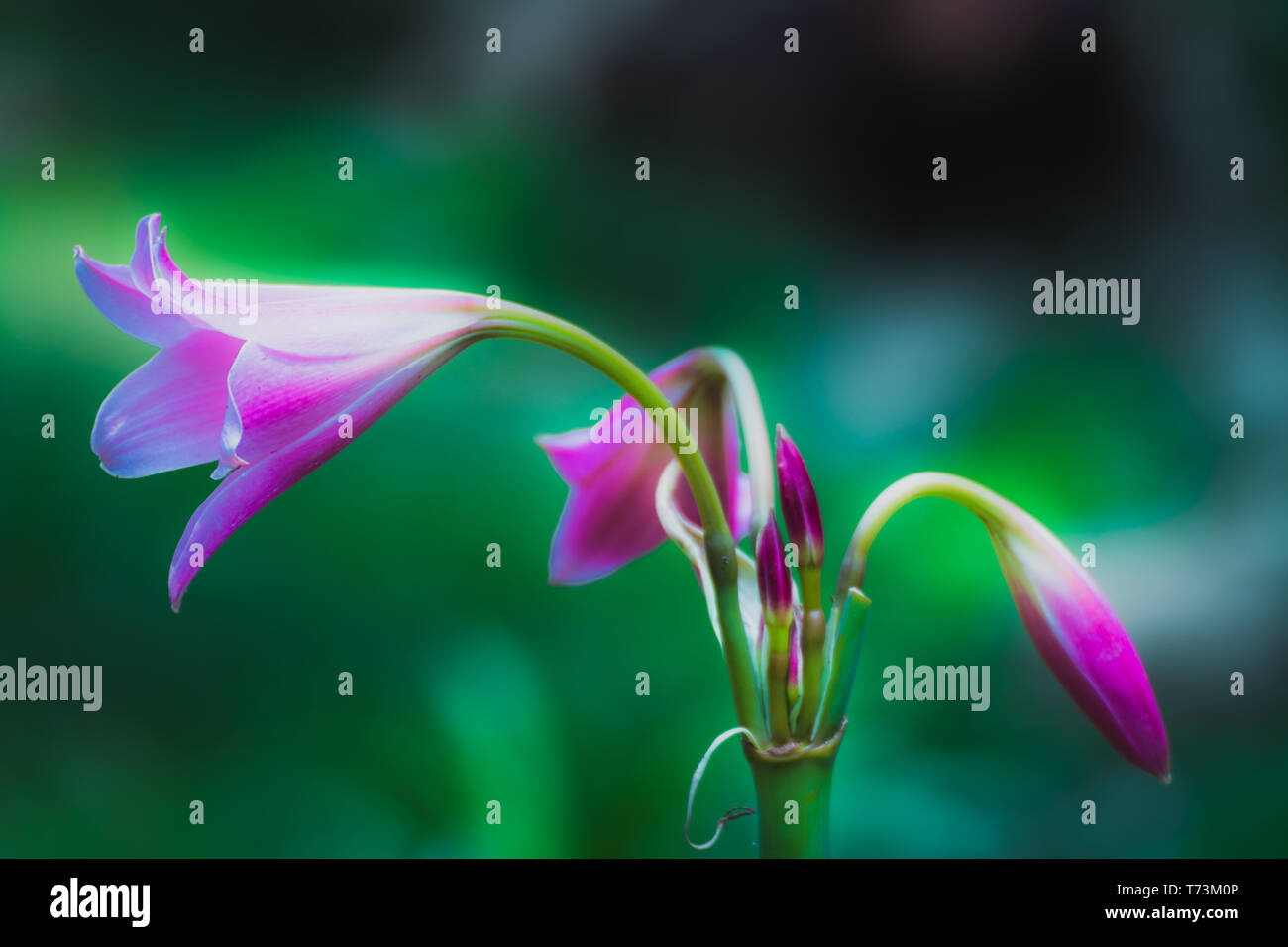 Grand spray floral hi-res stock photography and images - Alamy