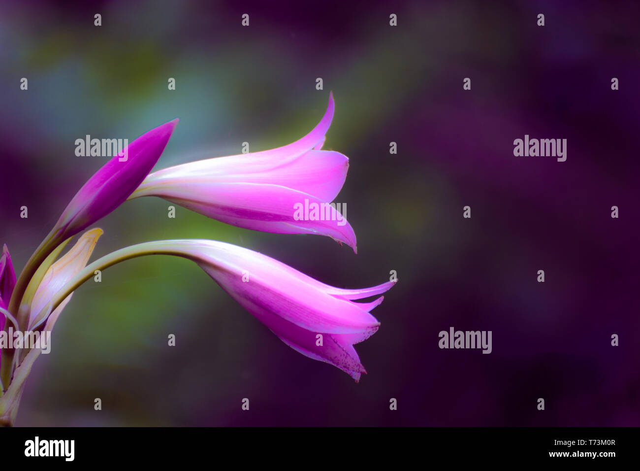 Beautiful pink flower background Stock Photo - Alamy