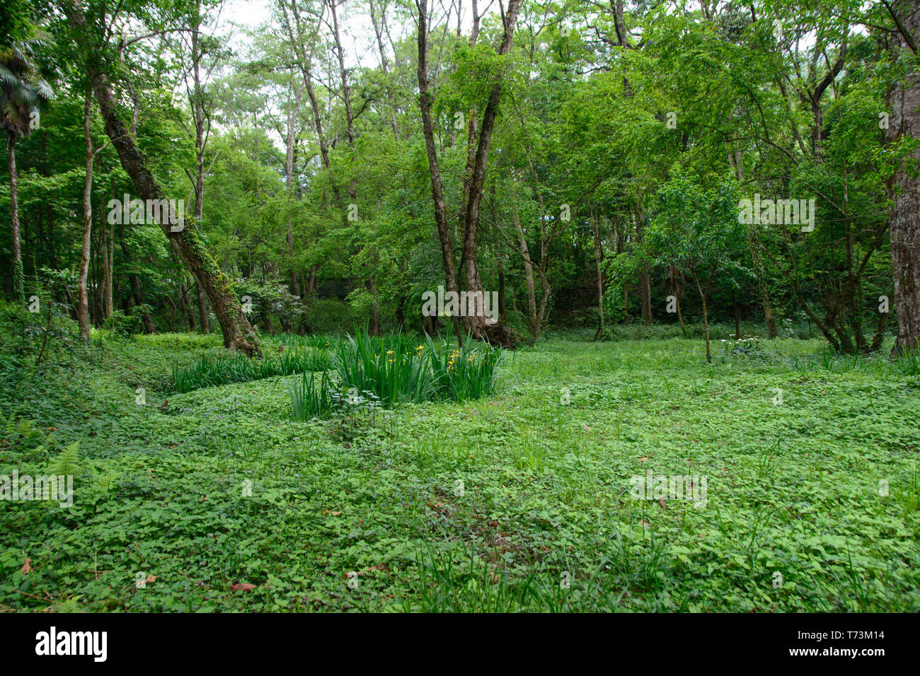 Green forest field ground Stock Photo - Alamy