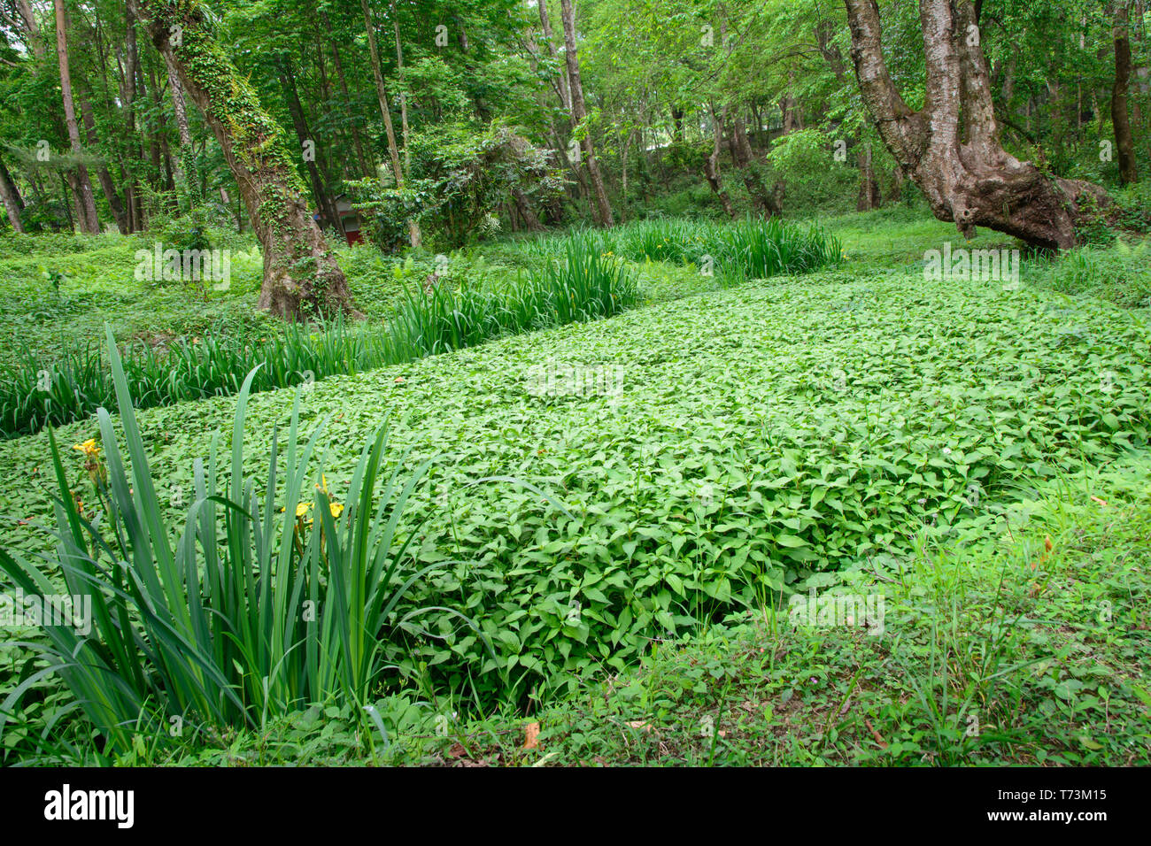 Plant forest ground hi-res stock photography and images - Alamy