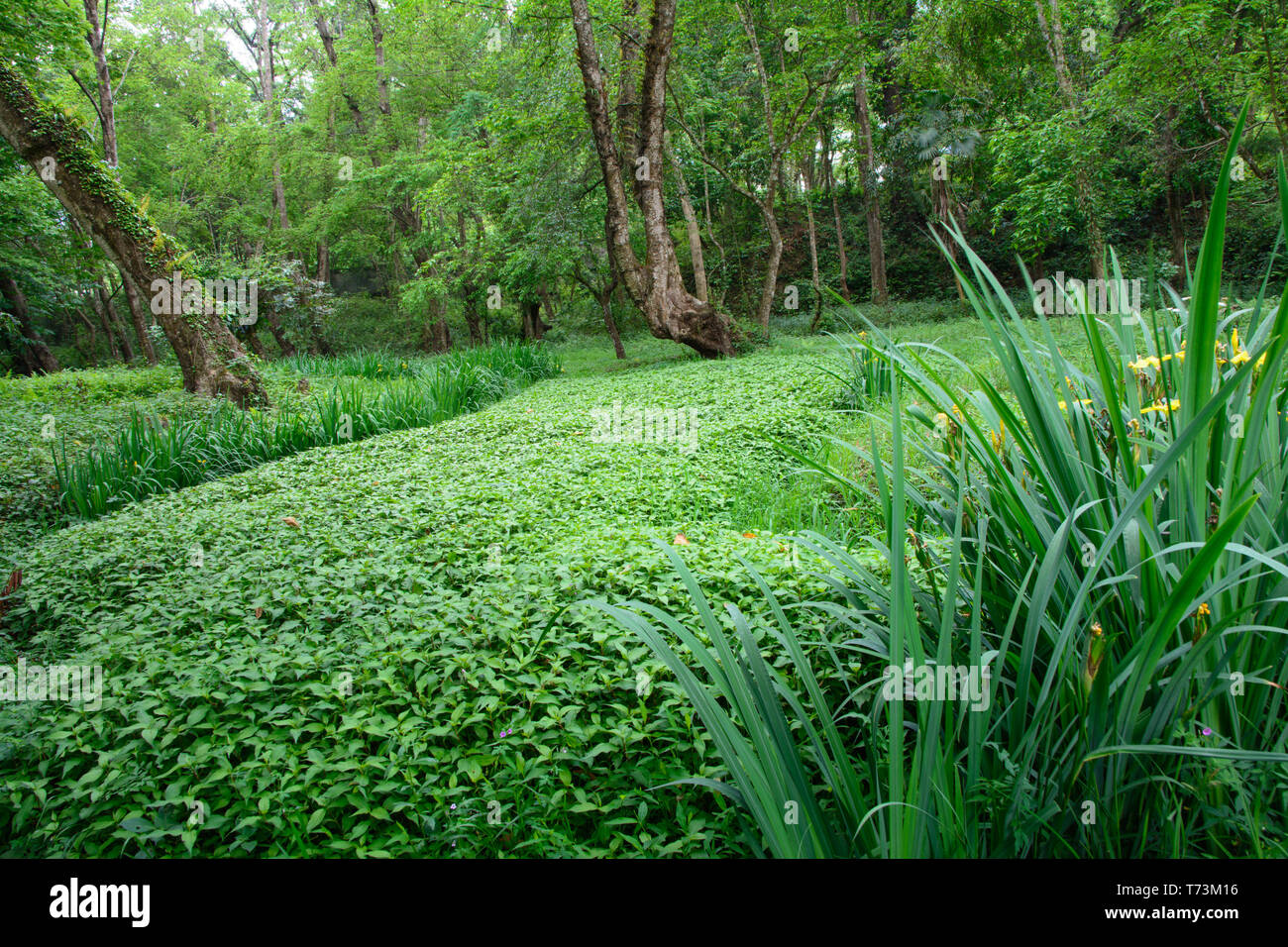 Green forest field ground Stock Photo - Alamy