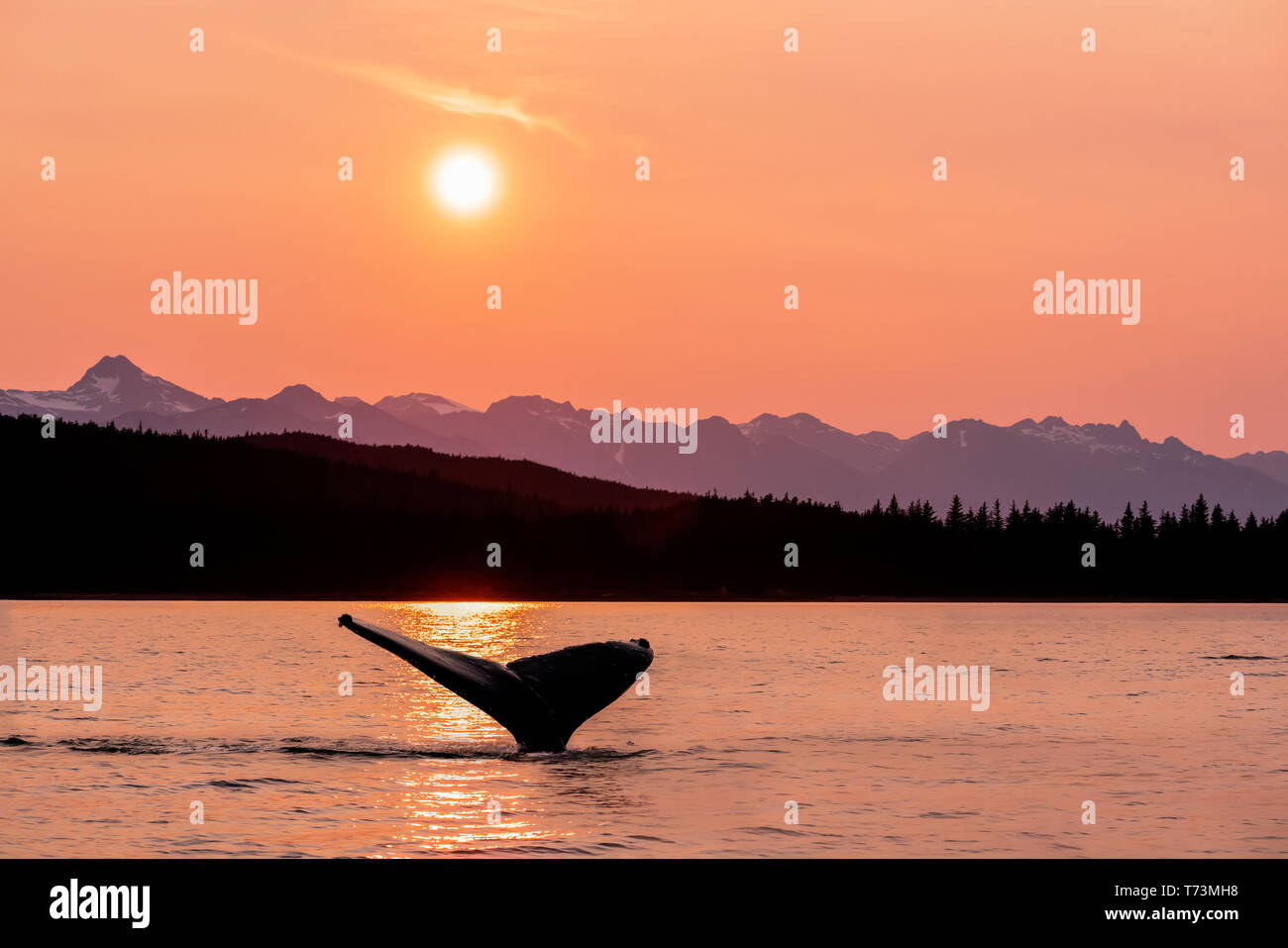 Humpback whale (Megaptera novaeangliae) fluke silhouette at sunset ...