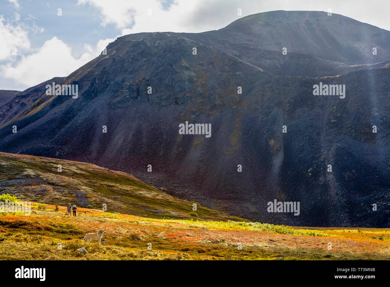 Walkingtwo animals hi-res stock photography and images - Alamy