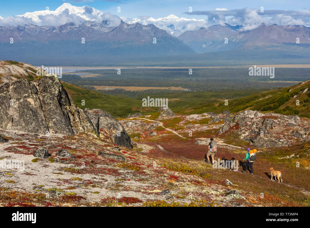 Woman and man backpacking on the tundra with their dogs along the ...