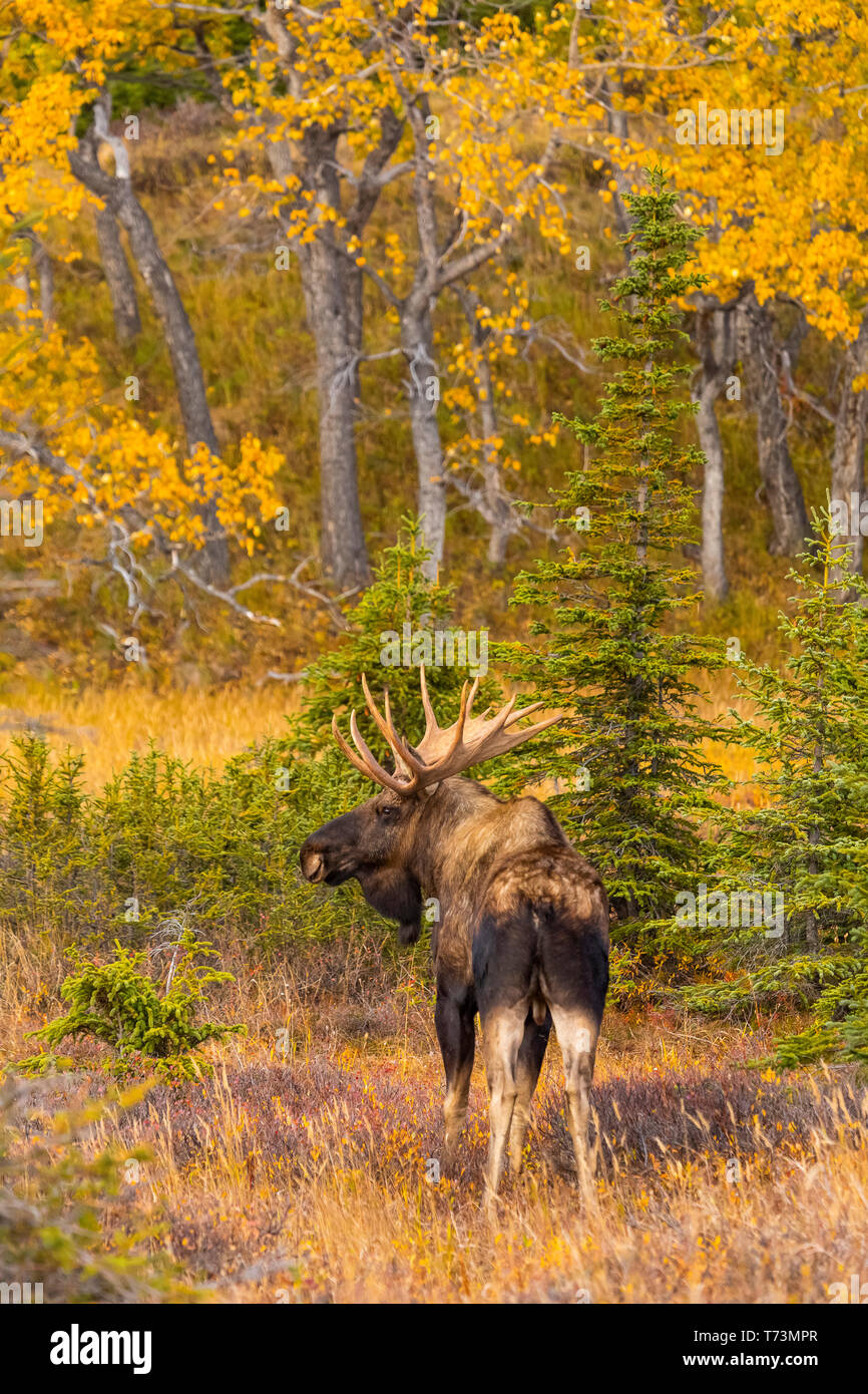 Bull moose (Alces alces) in the autumn, Chugach State Park, South ...