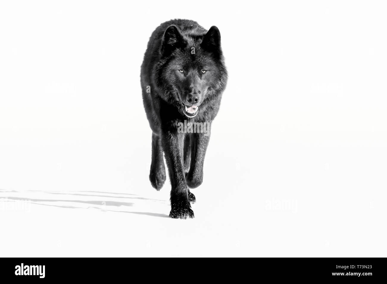 Alexander Archipelago Wolf Size