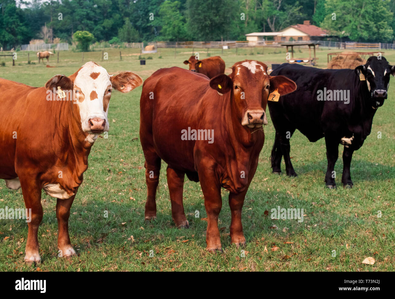 Livestock beefmaster beef cow on a green pasture florida hi-res stock ...