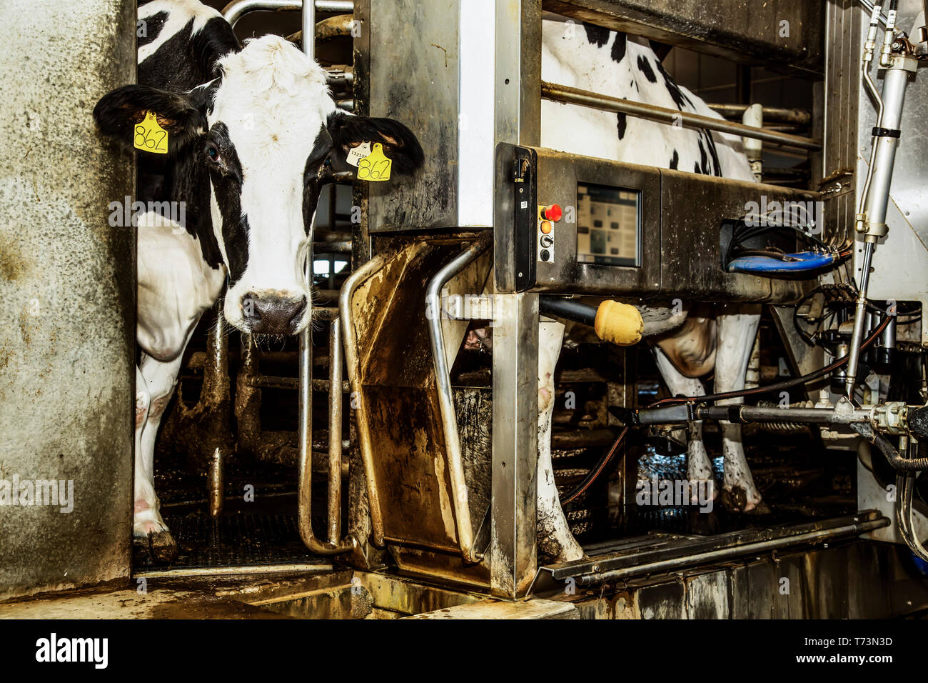 Holstein cow looking out of a milking stall waiting to be milked using ...