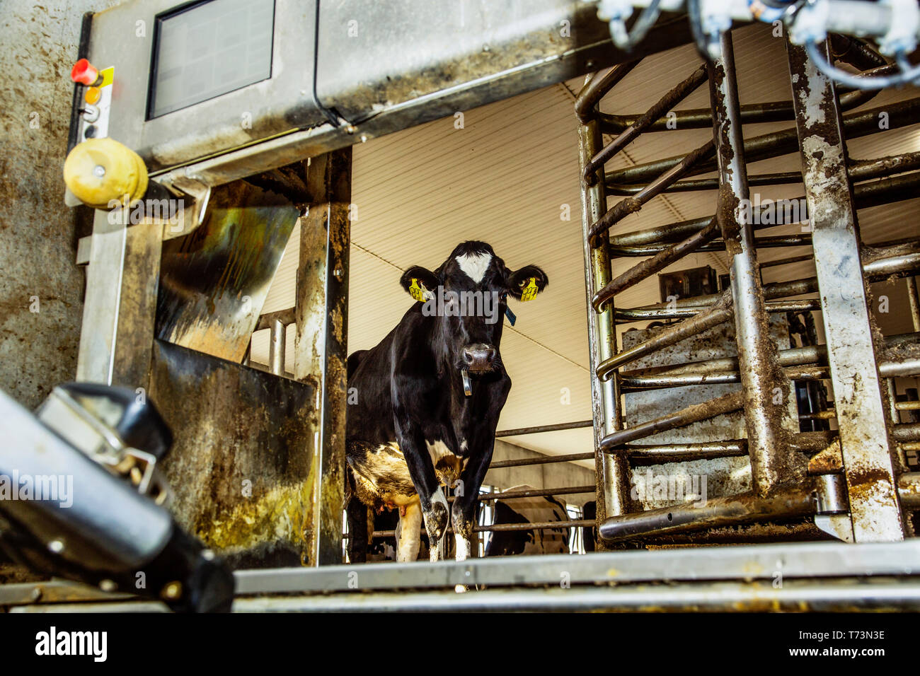 Milking cow at farm hi-res stock photography and images - Alamy