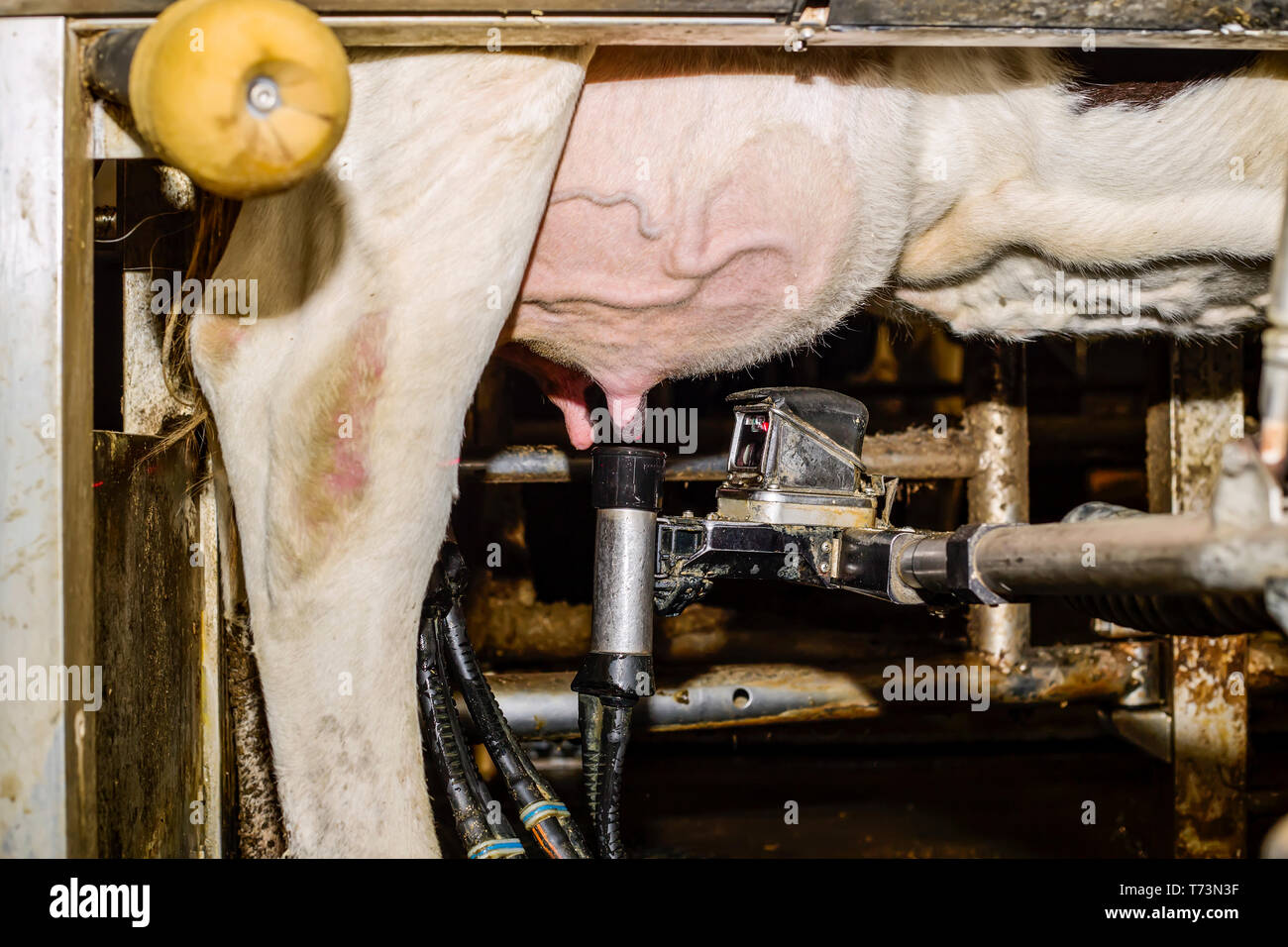 Milking a cow close up hi-res stock photography and images - Alamy