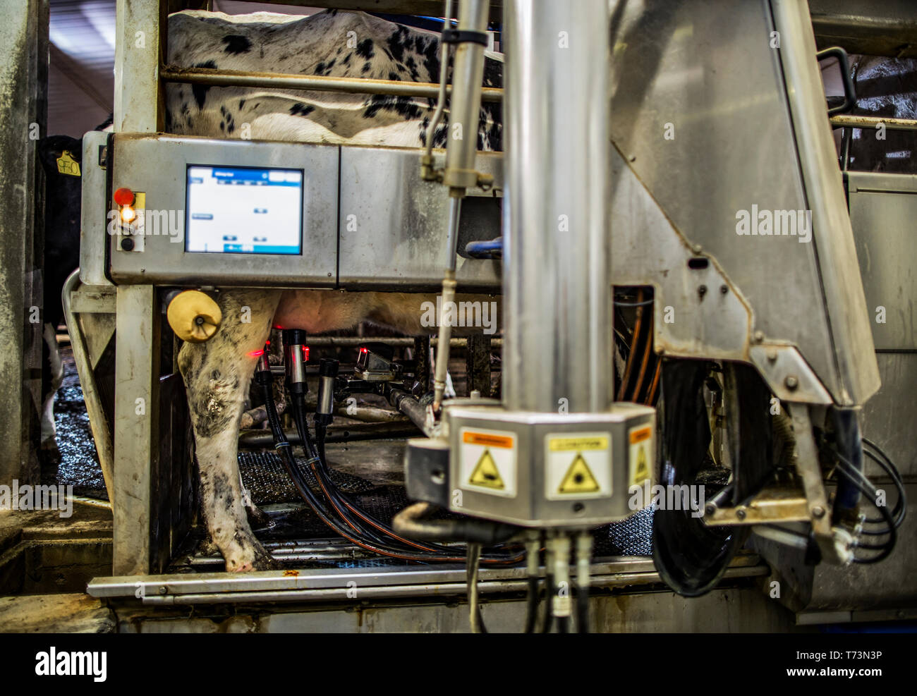 Holstein cow being milked using automated milking equipment with lasers ...