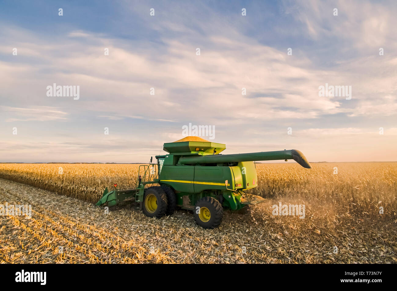 Combine harvester in a corn field hi-res stock photography and images ...