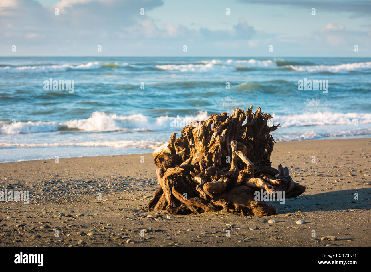 Driftwood tree trunk on Hokitika beach, New Zealand Stock Photo - Alamy