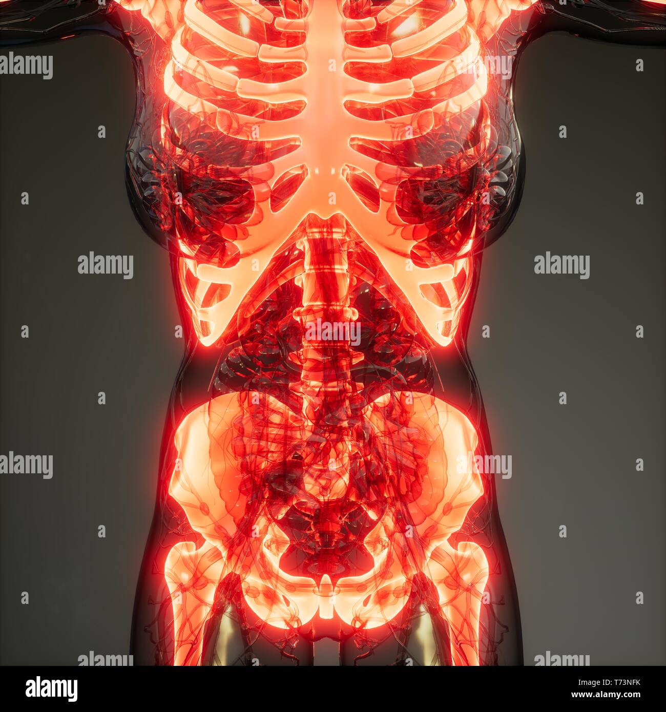 Transparent Human Body with Visible Bones Stock Photo - Alamy