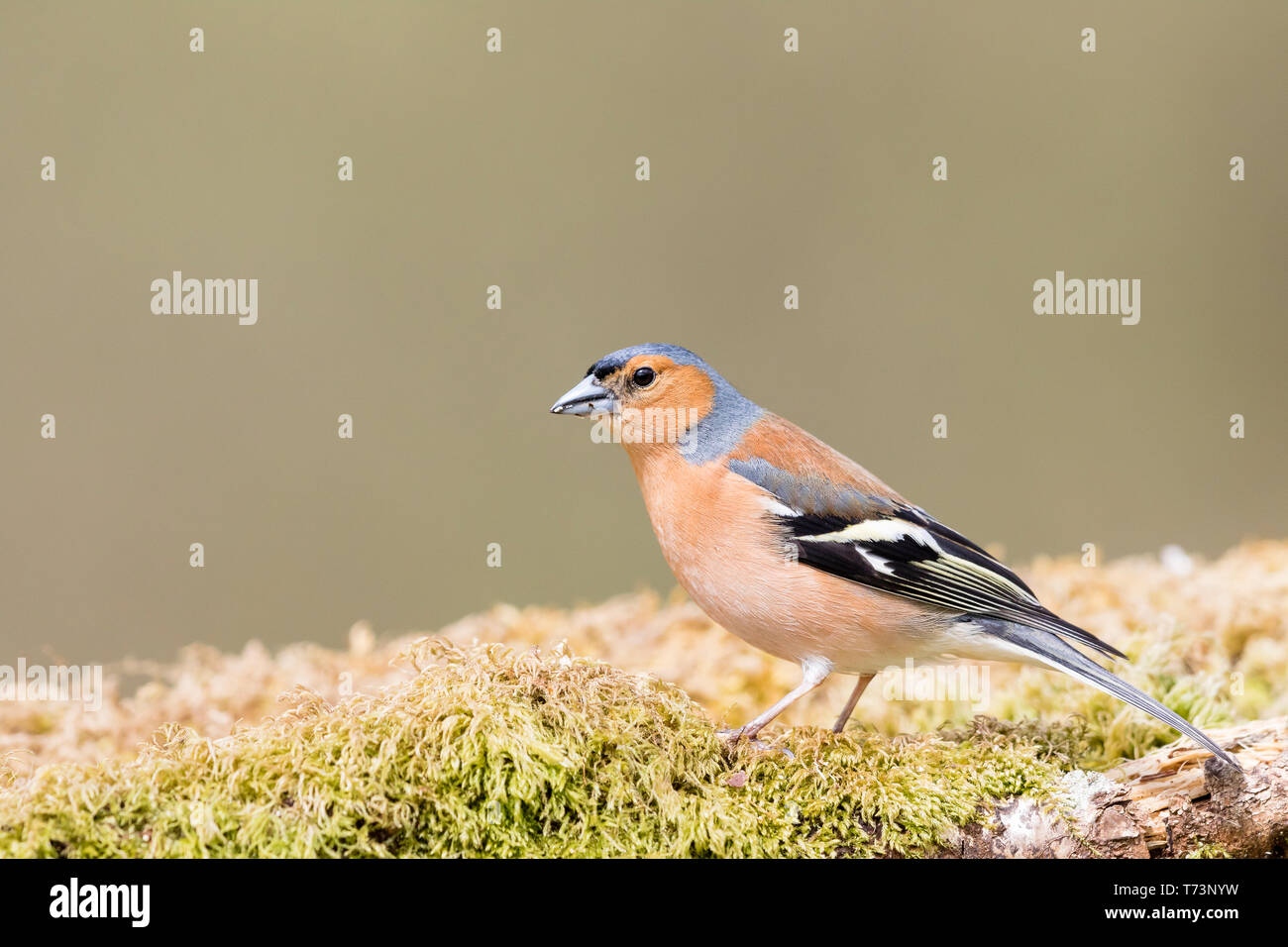 Chaffinch fringilla coelebs male wales hi-res stock photography and ...