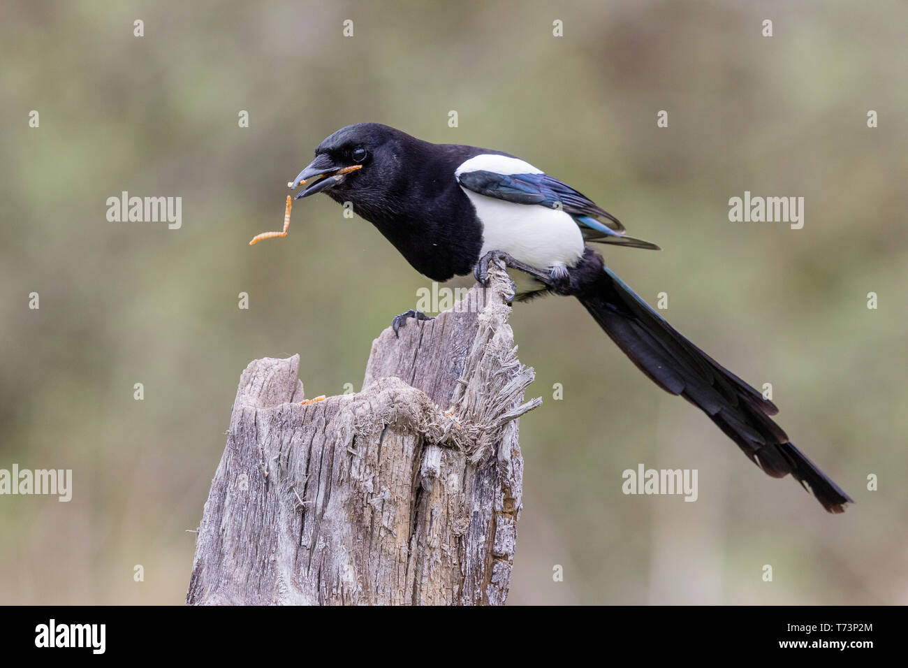 Spring magpie hi-res stock photography and images - Alamy