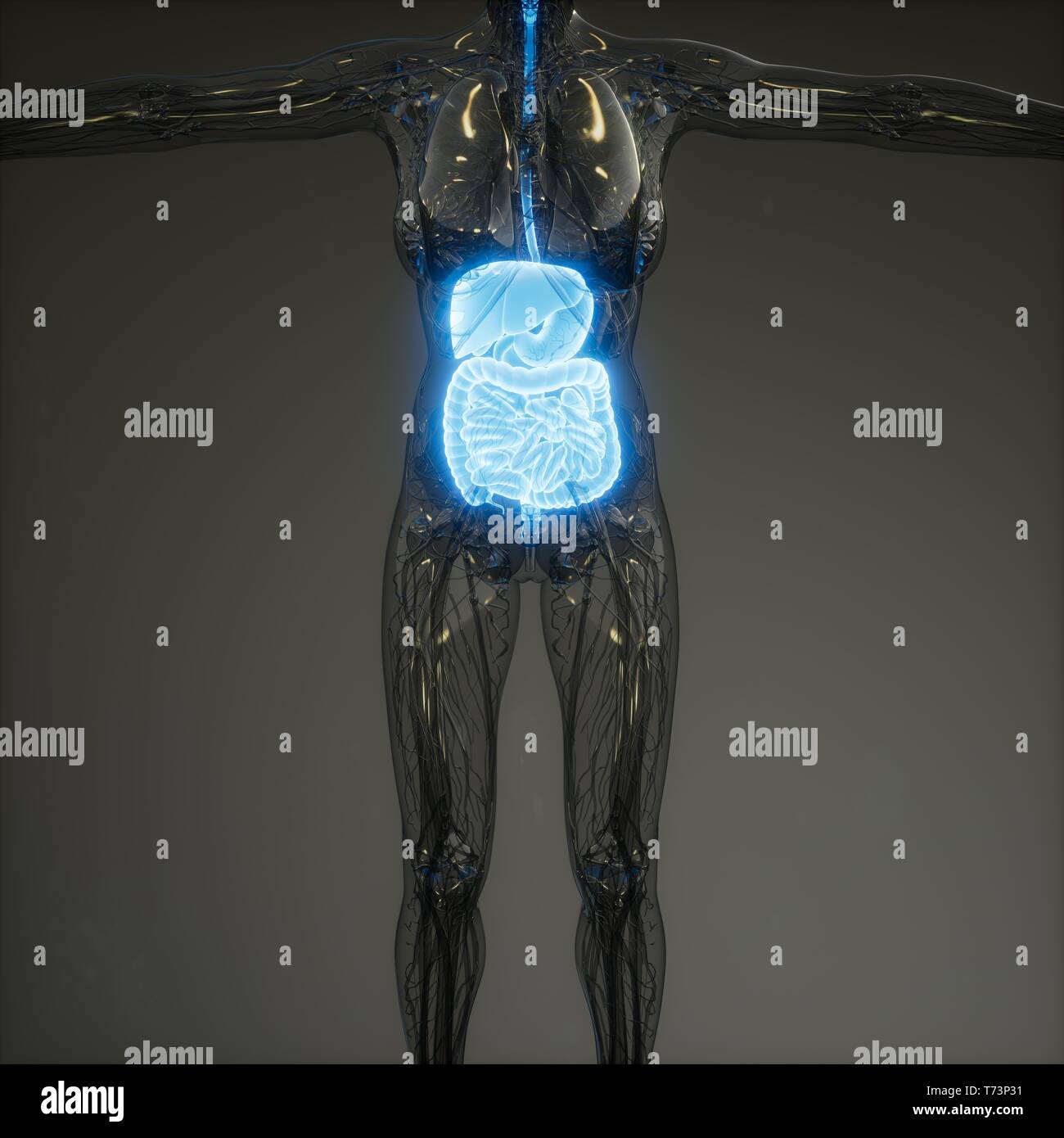 3d illustration of human digestive system parts and functions Stock ...