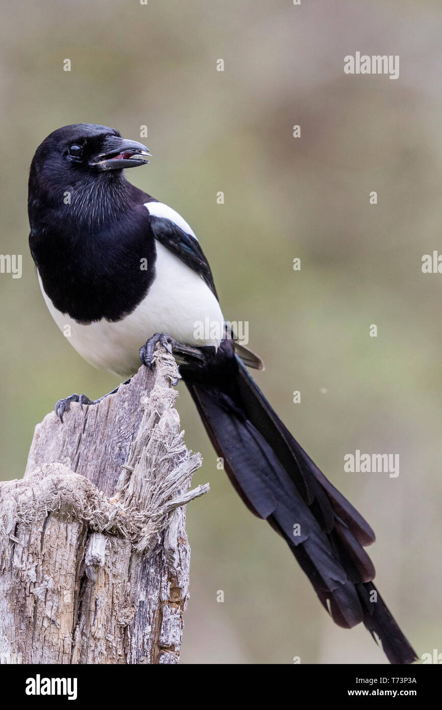 Spring magpie hi-res stock photography and images - Alamy