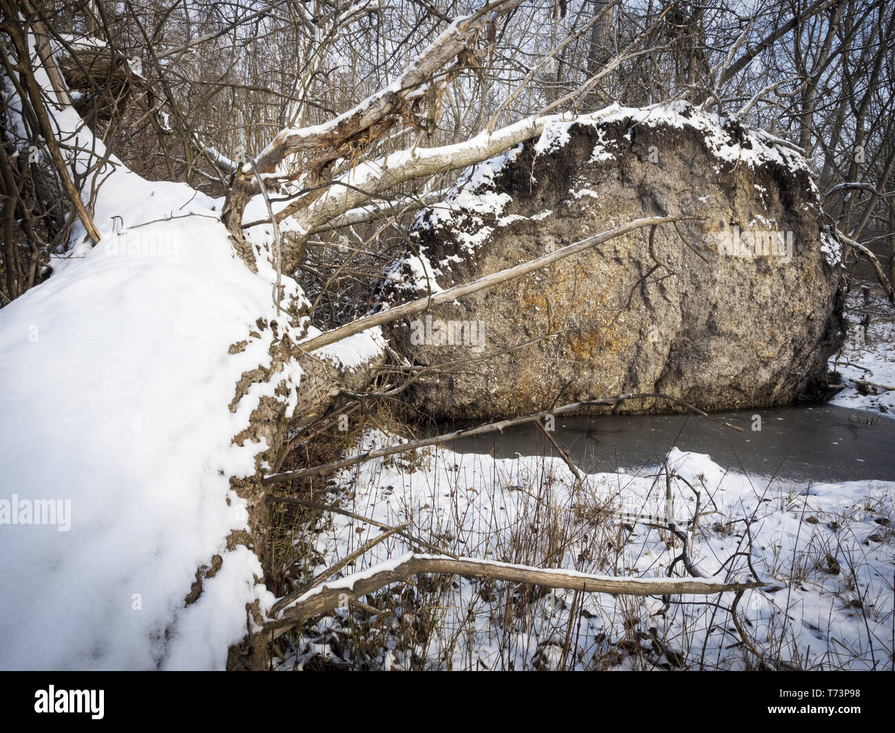 Fallen tree in storm hi-res stock photography and images - Alamy
