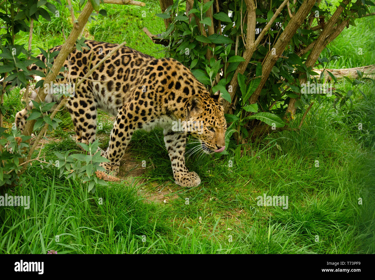 North Chinese Leopard Panthera padres japonensis Stock Photo - Alamy
