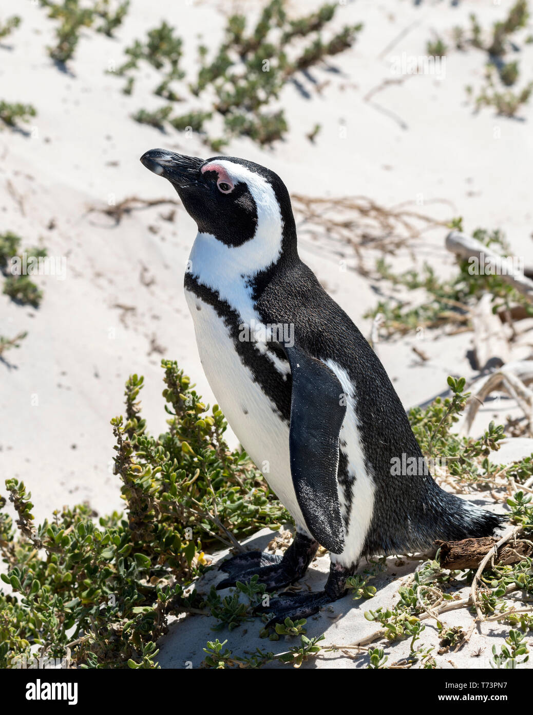 Jackass penguin or african penguin spheniscus demersus hi-res stock ...