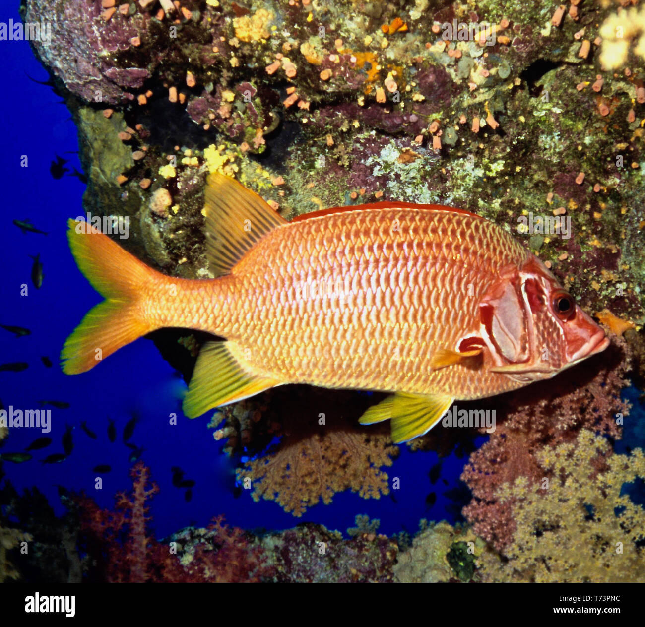 Death of coral reefs hi-res stock photography and images - Alamy