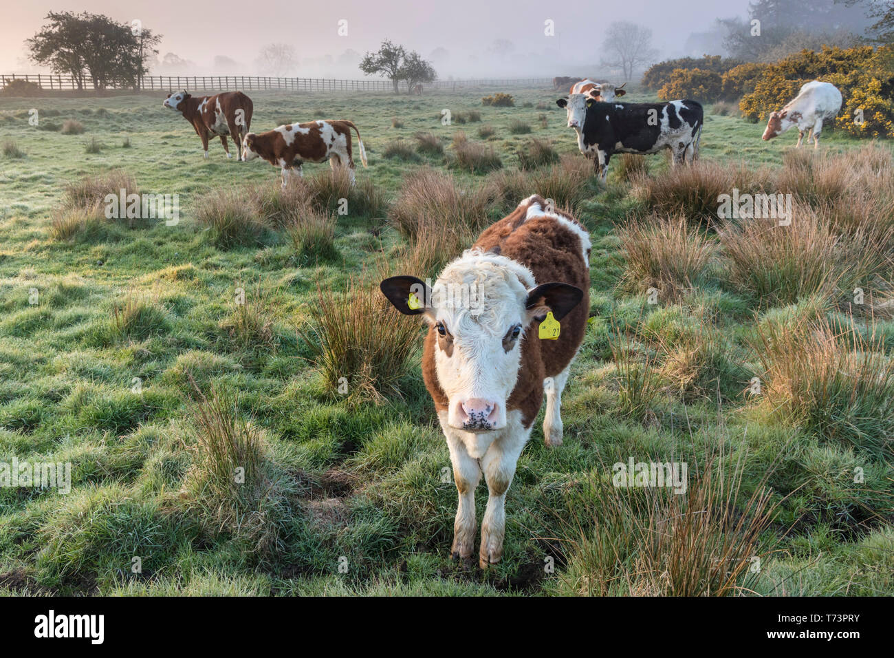 Durham cattle hi-res stock photography and images - Alamy