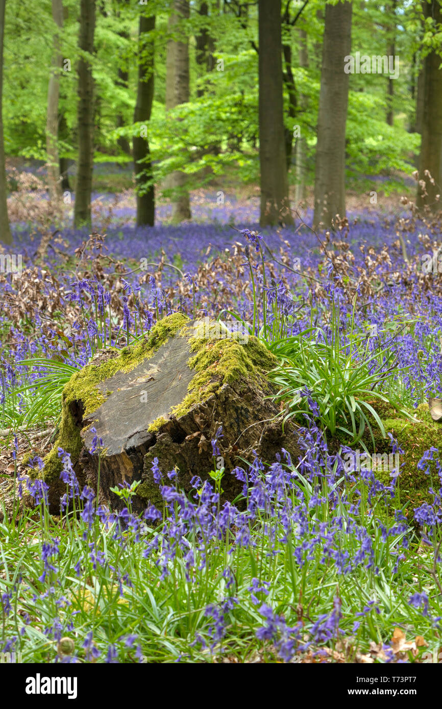 Sun dappled bluebell wood hi-res stock photography and images - Alamy