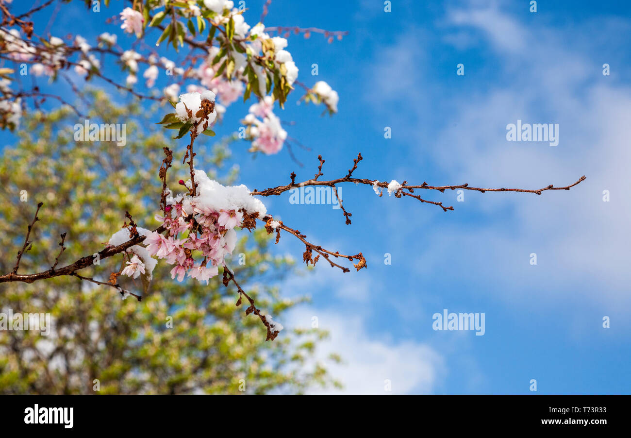 Spring snow england hi-res stock photography and images - Alamy