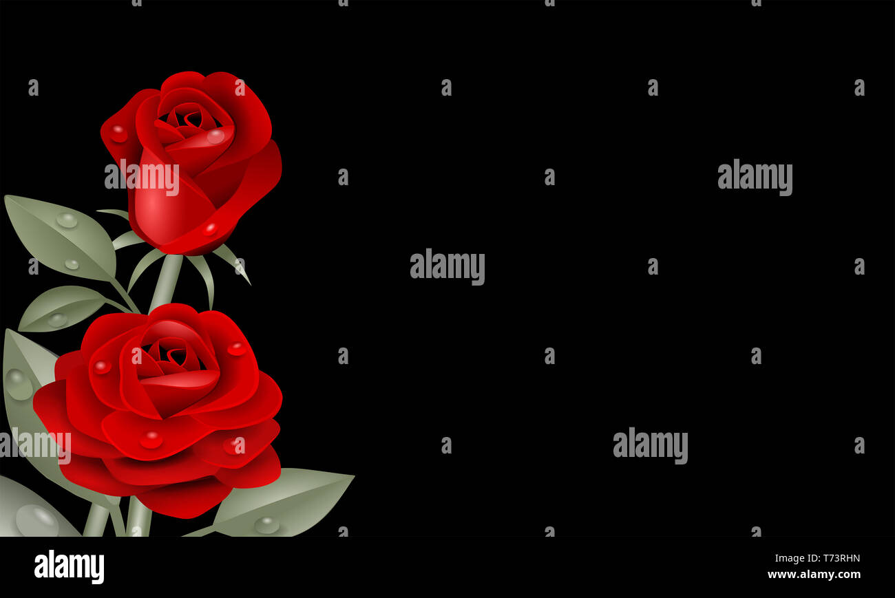 two red roses on a black background Stock Photo - Alamy