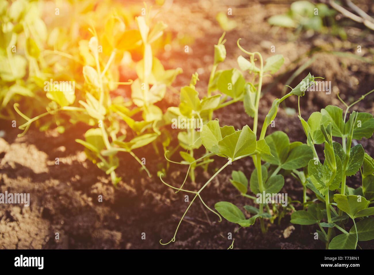 Snow pea sprouts growing at a vegetable garden Stock Photo - Alamy