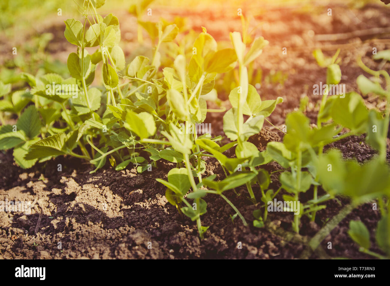 Snow pea bush hi-res stock photography and images - Alamy