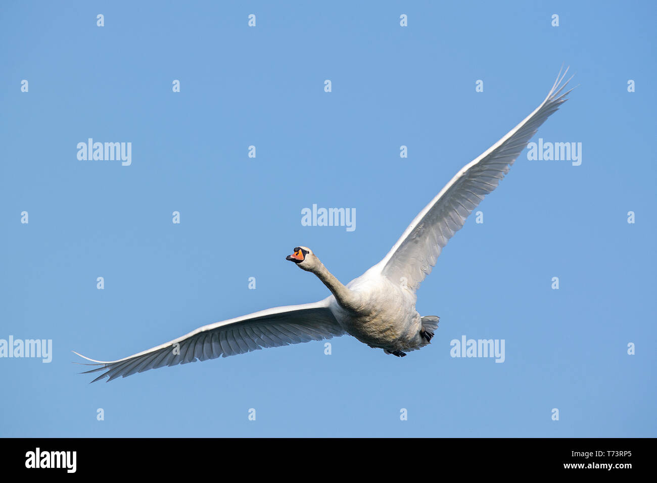 Flapping swan hi-res stock photography and images - Alamy